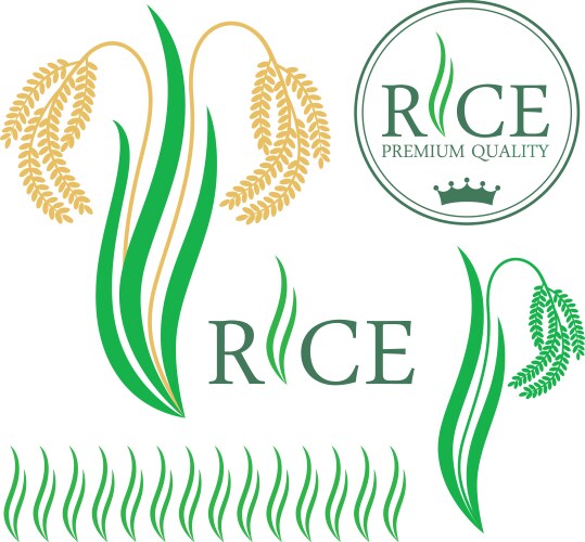 Rice Royalty Free Vector Image - VectorStock