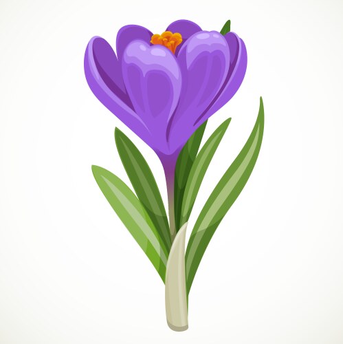 Crocus springtime flowers blooming purple buds Vector Image