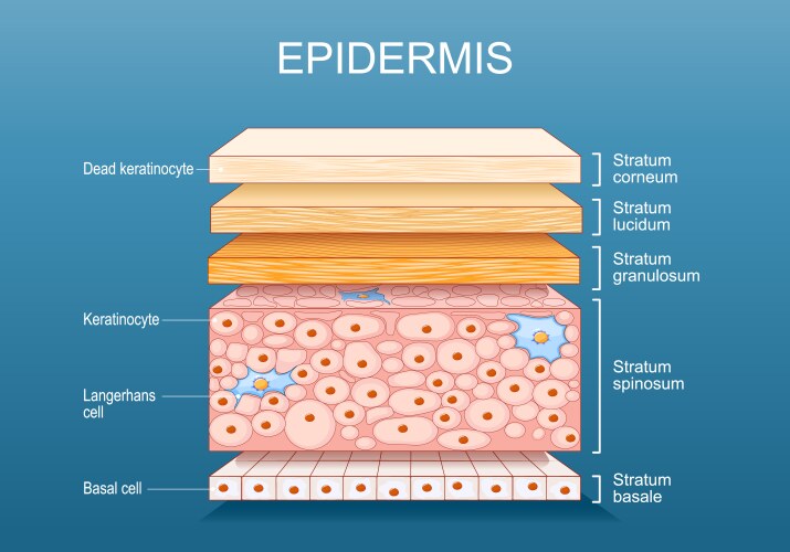 Human Epidermis Layers Royalty Free Vector Image