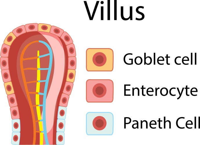 Diagram showing structure in sponges Royalty Free Vector