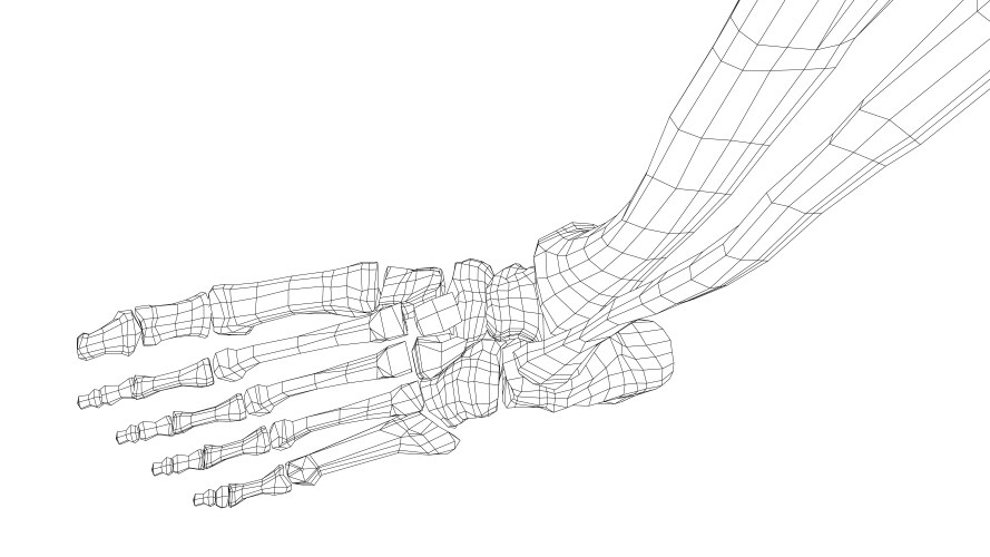 Rib cage skeleton human bones system back view Vector Image