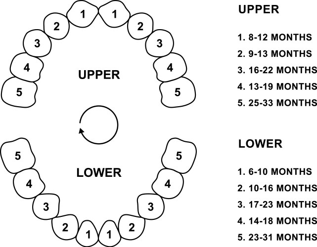 Orthodontic Tooth Numbering Chart Teeth Names And Numbers