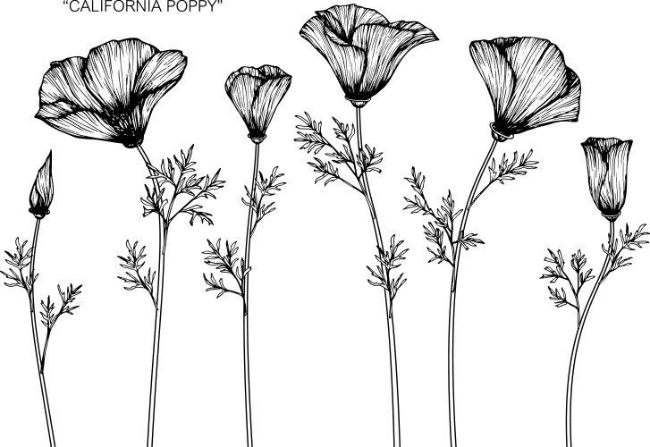 Poppy Vector Images (over 25,000)