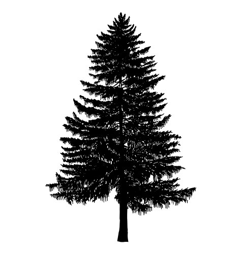 Conifer Trees Silhouette Vector Images (over 3,500)