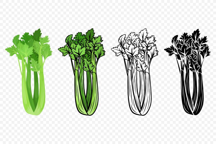 Celery Vector Images (over 10,000)