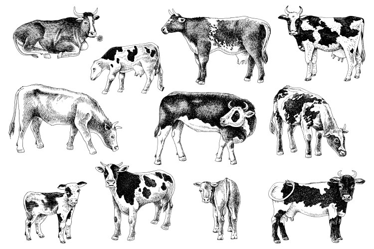 Different cows colors set isolated Royalty Free Vector Image