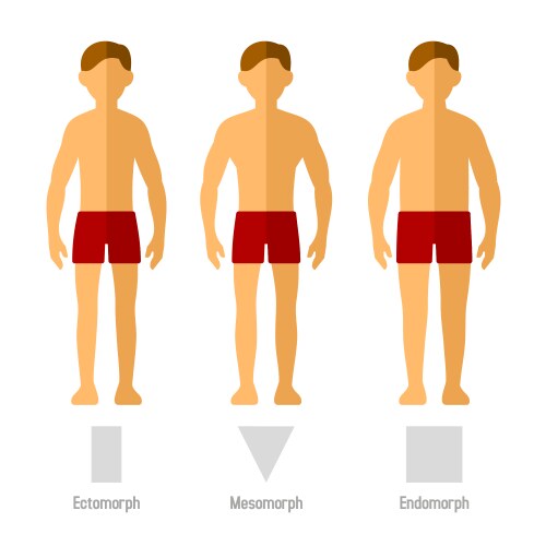 Human Body Measurements - Male & Female Vector Image