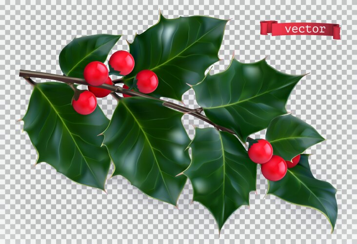 Christmas holly tree branch realistic Royalty Free Vector