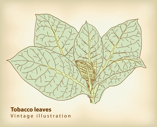 Tobacco Plant Vector Images (over 5,800)