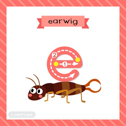 Letter e tracing crawling earwig insect Royalty Free Vector
