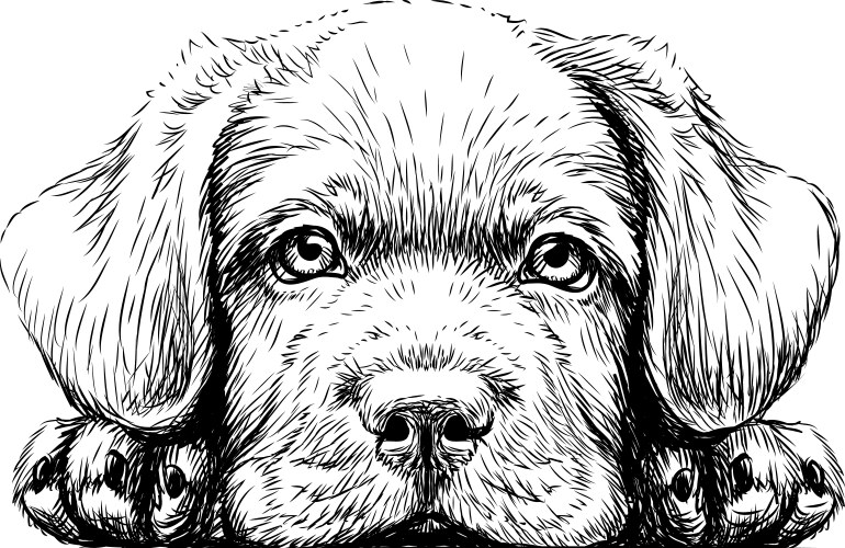 Labrador Vector Images (over 12,000)