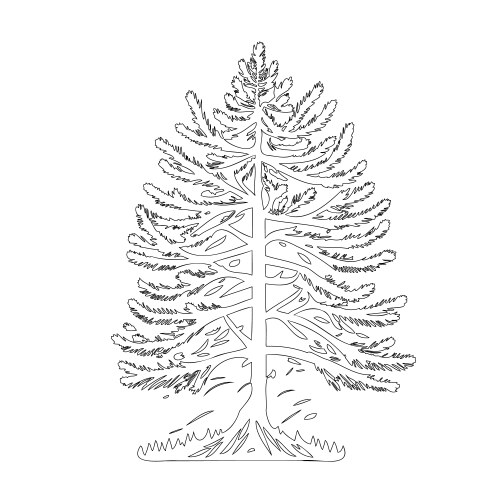 Pine tree nature outline sketch Royalty Free Vector Image