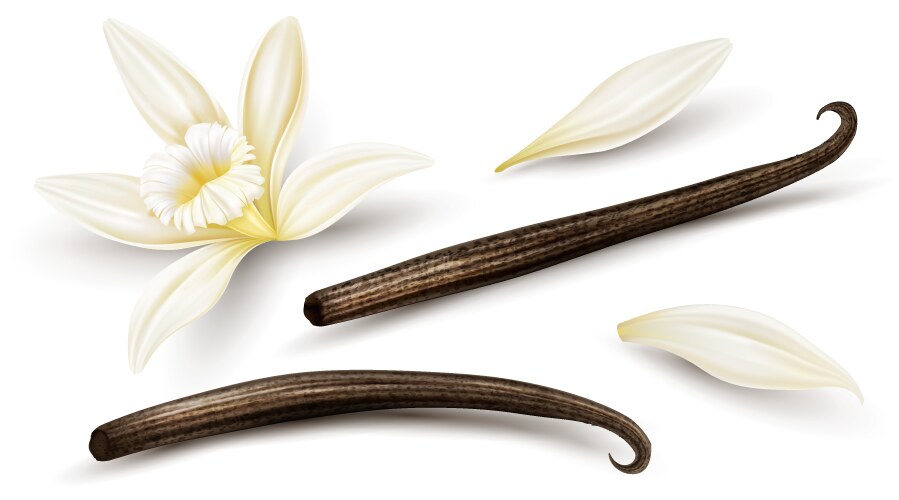 Vanilla Vector Images (over 65,000)