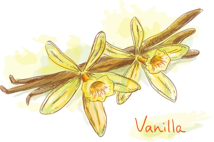 Vanilla isolated on white Royalty Free Vector Image