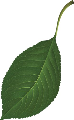 Leaf Vector Images (over 2.1 million)