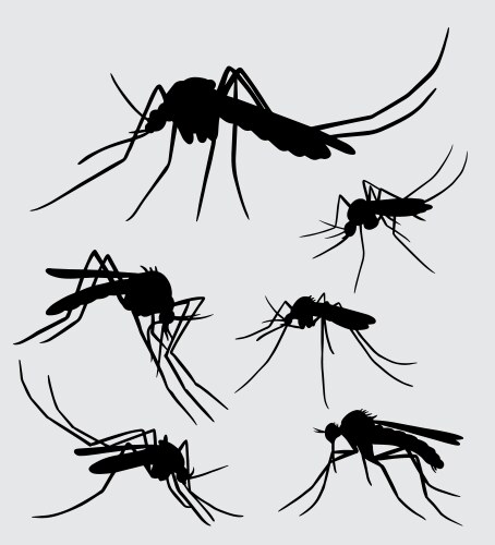 Mosquito Vector Images (over 16,000)
