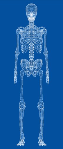 Human skeleton isolated on white Royalty Free Vector Image