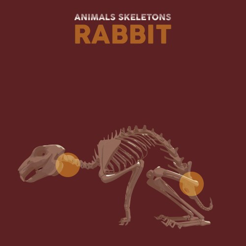 Rabbit Anatomy Vector Images (over 220)
