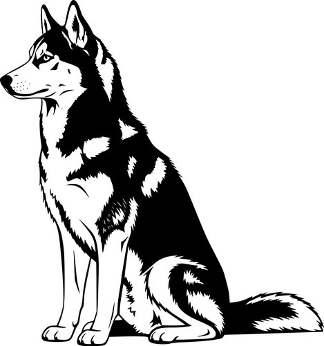 Black and White Siberian Husky Portrait – Royalty-Free Vector | VectorStock