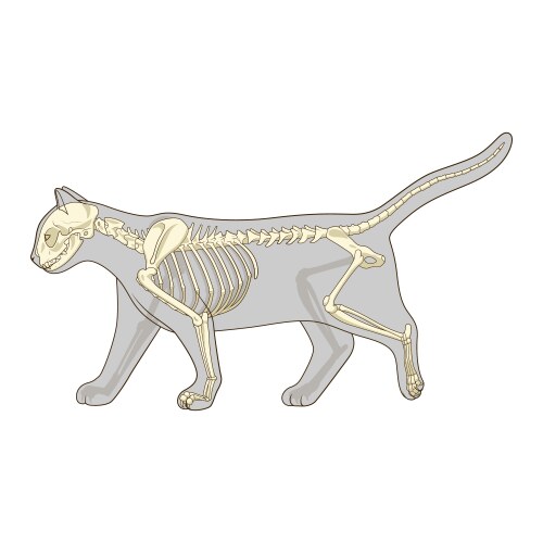 Cat skeleton veterinary Royalty Free Vector Image
