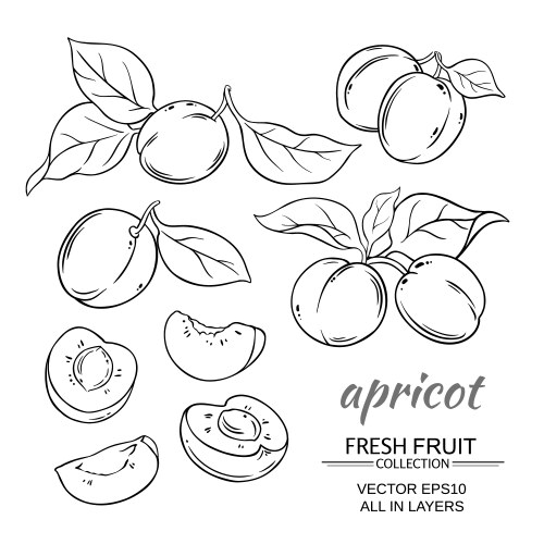 Apricot Vector Images (over 18,000)