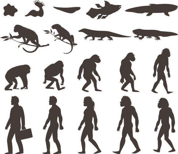 Monkey Stage Evolution Vector Images (83)