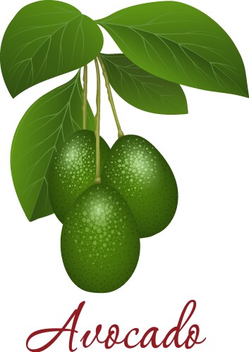 Avocado tree isolated with fruit below 100 Vector Image