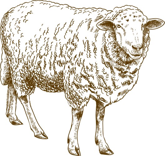 Sheep Vector Images (over 53,000)