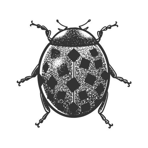 Ladybug Drawing Vector Images (over 6,400)