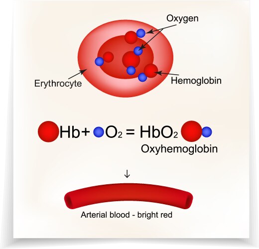 Oxyhemoglobin hemoglobin carries oxygen Royalty Free Vector