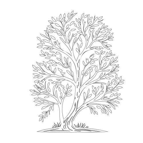 Willow tree nature outline sketch Royalty Free Vector Image