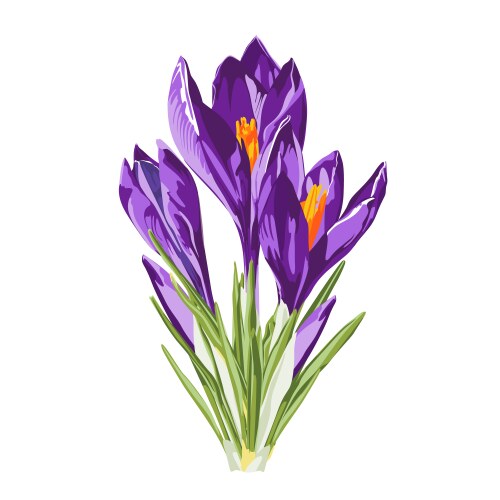 Crocus springtime flowers blooming purple buds Vector Image
