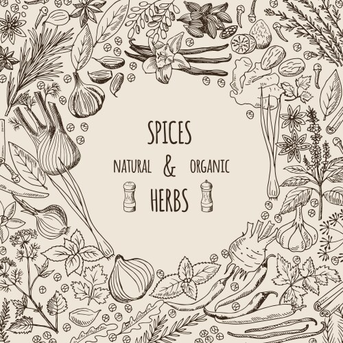 Spices Vector Images & Graphics for Commercial Use | VectorStock