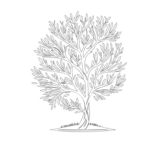 Willow tree nature outline sketch Royalty Free Vector Image