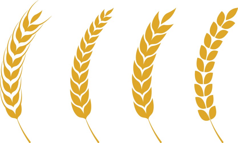 Agriculture wheat Royalty Free Vector Image - VectorStock