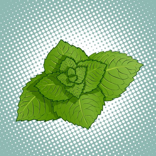 Mint Plant Vector Images (over 11,000)