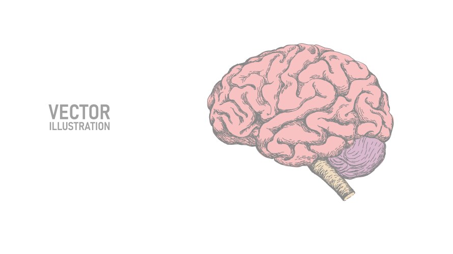 Human brain view from above Royalty Free Vector Image