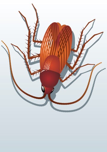 Cockroach Vector Images & Graphics for Commercial Use | VectorStock