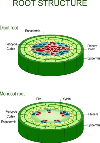 Internal structure of stem diagram Royalty Free Vector Image