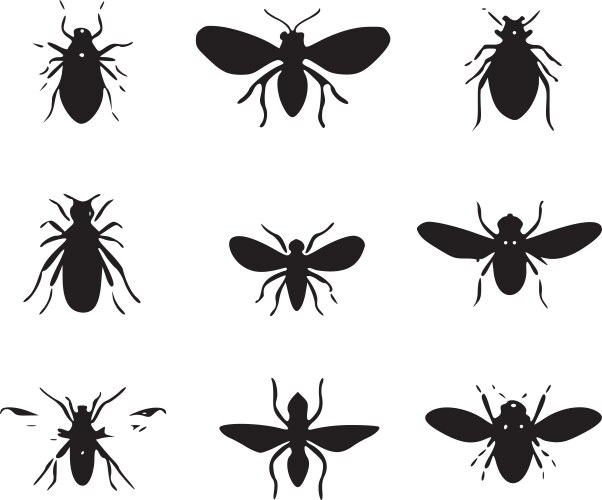 Bug insect Royalty Free Vector Image - VectorStock