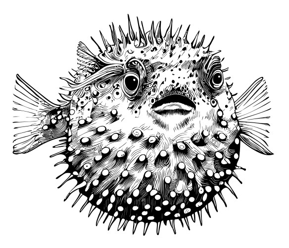 Puffer fish Royalty Free Vector Image - VectorStock