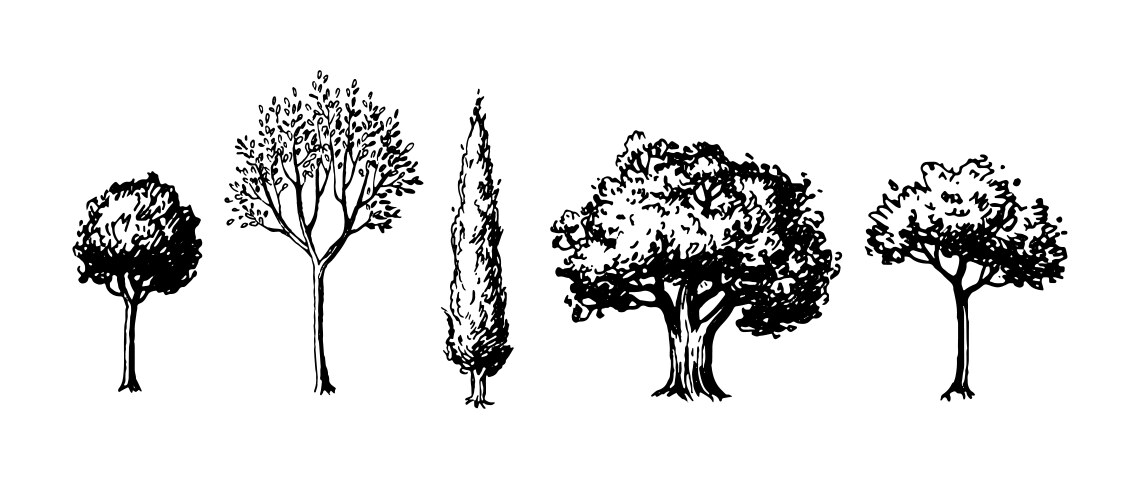 Cypress trees in greece greek style antique Vector Image