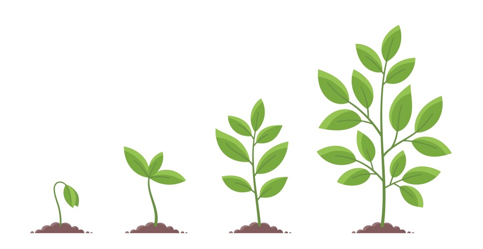 Plant growth stages from seed to sprout Royalty Free Vector