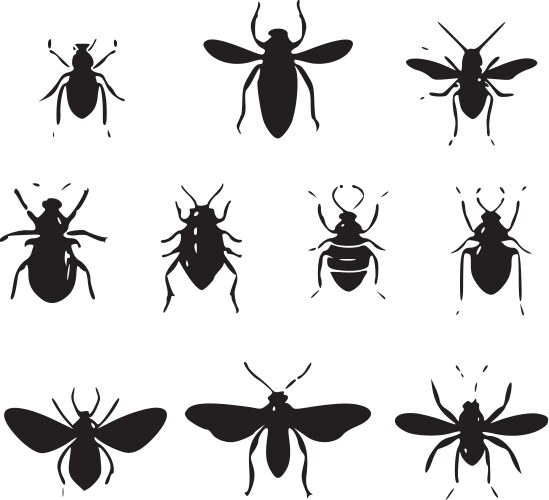 Bug insect Royalty Free Vector Image - VectorStock