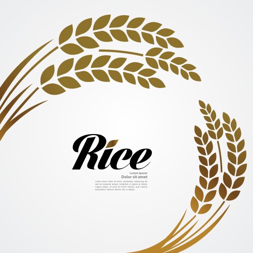 Premium rice great quality Royalty Free Vector Image