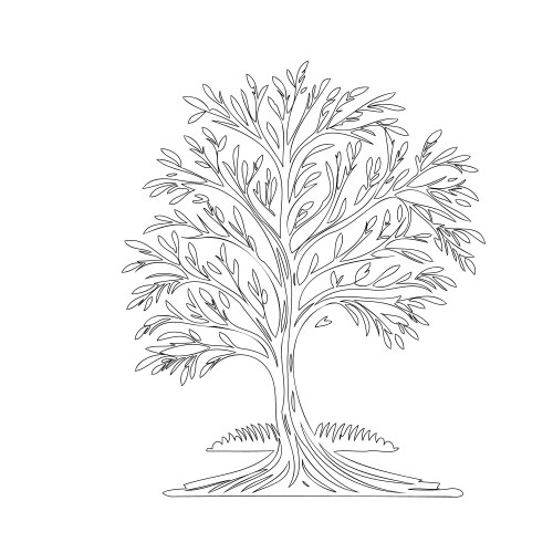 Willow tree nature outline sketch Royalty Free Vector Image