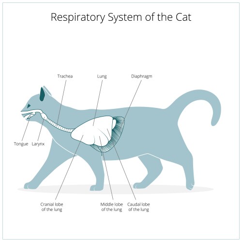 Respiratory system of the cat Royalty Free Vector Image