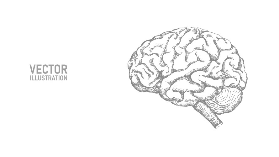 Brain Line Drawing