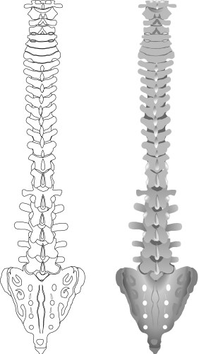 Spine Vector Images (over 32,000)