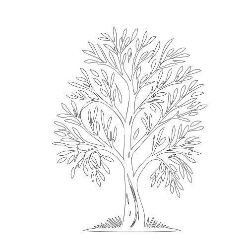 Willow tree nature outline sketch Royalty Free Vector Image